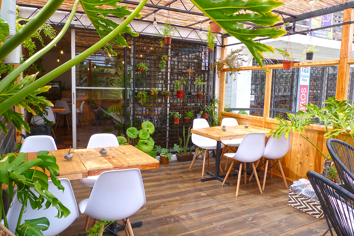 CAFÉ BOTÁNICO: CAFETERÍA AMIGABLE CON EL MEDIO AMBIENTE EN LA SERENA ...