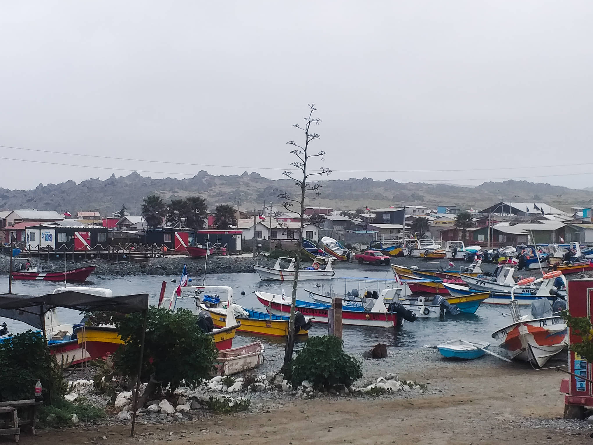Punta de Choros: sus bondades y biodiversidad única en el mundo - Como ...