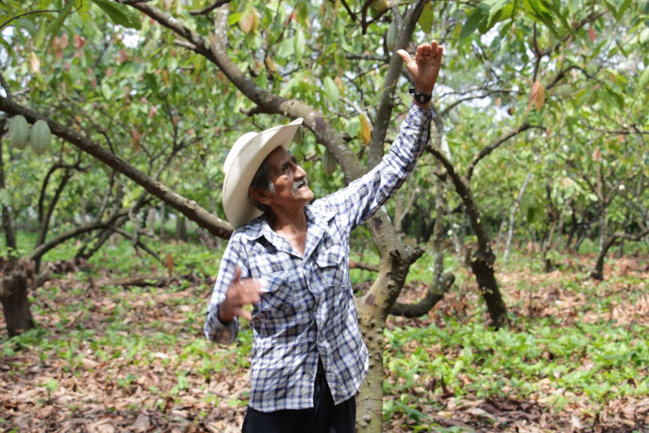 Cacao-trace: La iniciativa de que beneficia a los agricultores de cacao ...