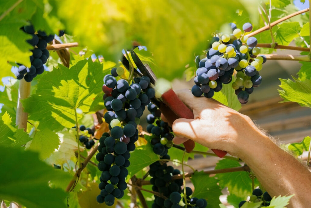 El Syrah, una cepa que cada día gana más popularidad - Como Me Gusta